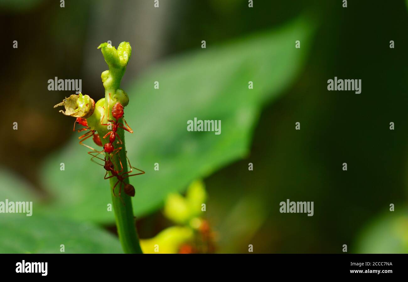 closeup of weaver ants working on a small branch. Weaver ants or green ...