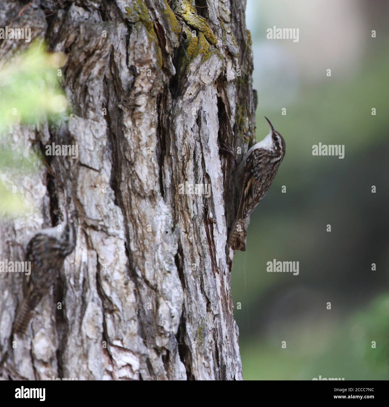 Two Bar-tailed Treecreepers (Certhia himalayana) in montane forest in ...