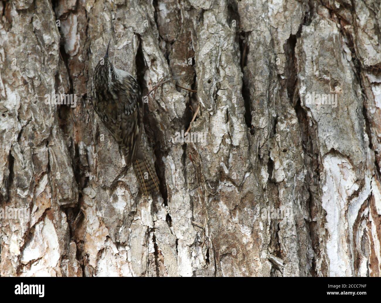 Bar-tailed Treecreeper (Certhia himalayana) in montane forest in India ...