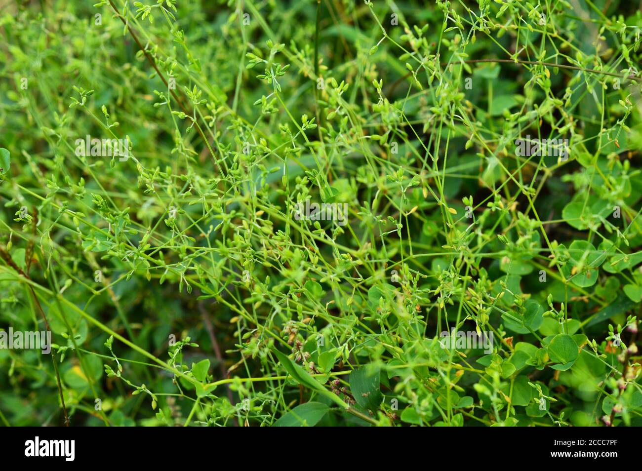 image of wild grass seeds with some parts in focus Stock Photo - Alamy