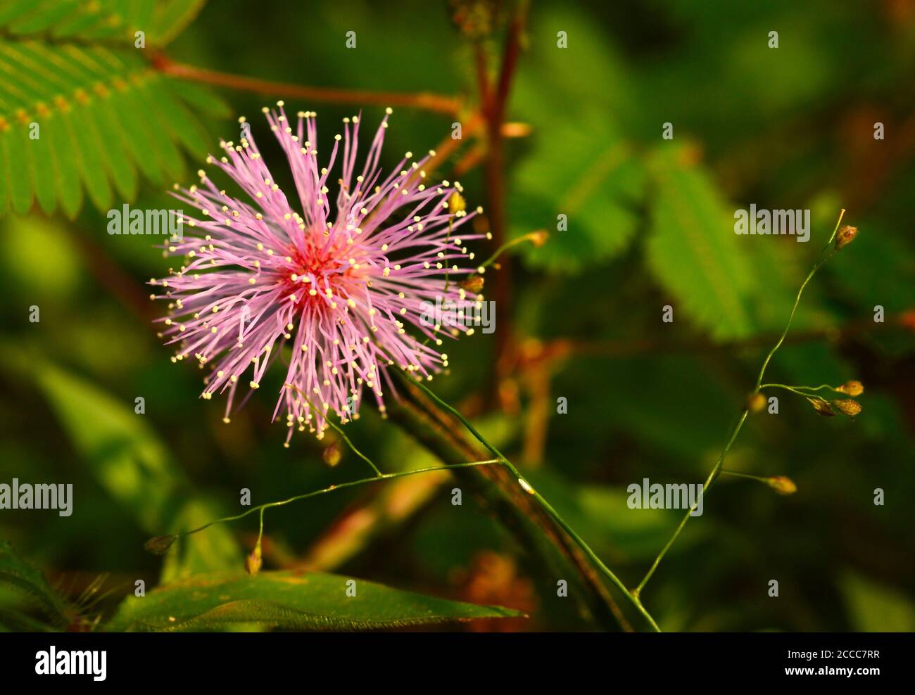 closeup image of a touch me not flower. There is space available for ...