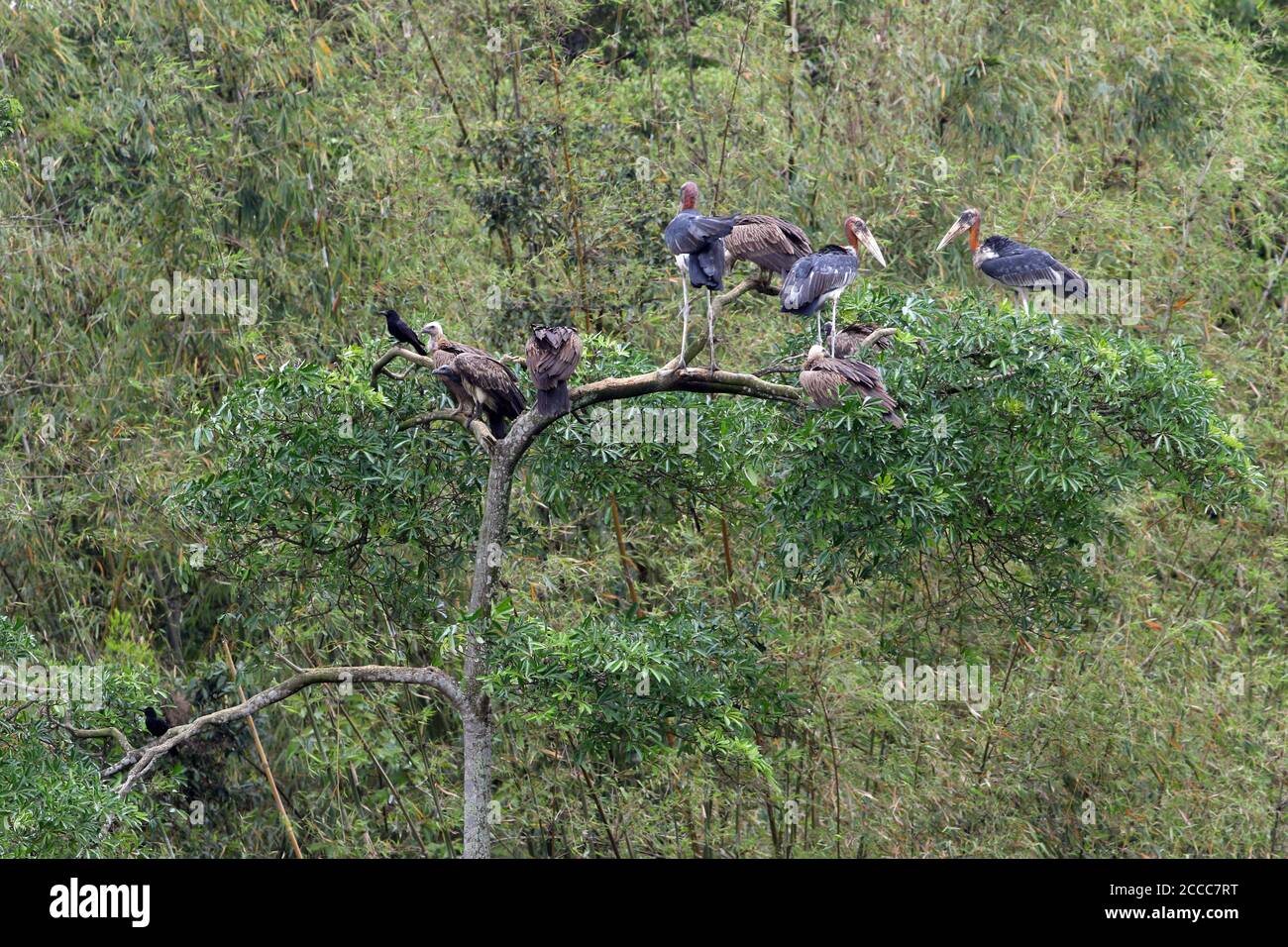 Slender billed vulture hi-res stock photography and images - Alamy