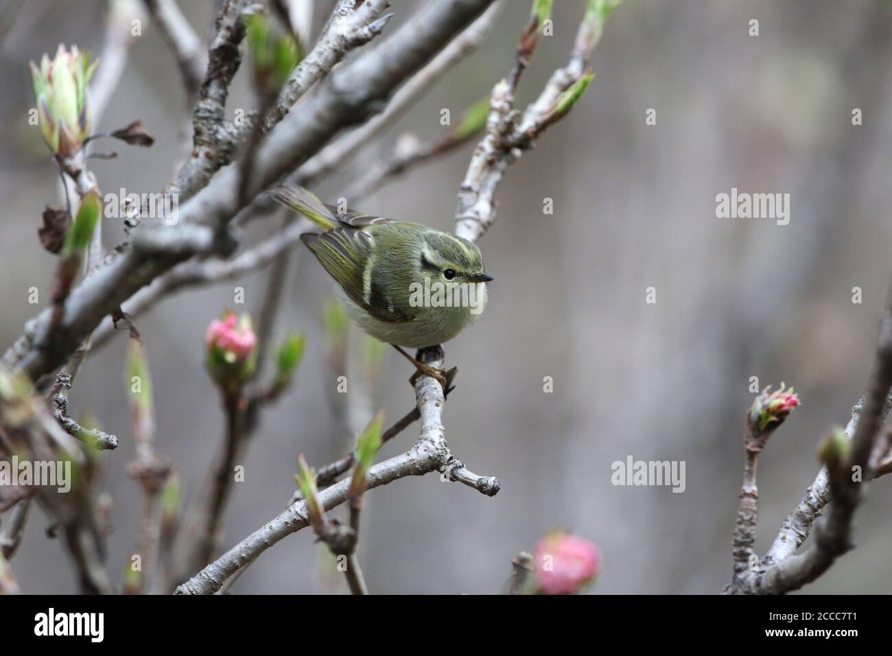 Lemon-rumped warbler (Phylloscopus chloronotus), also known as pale ...
