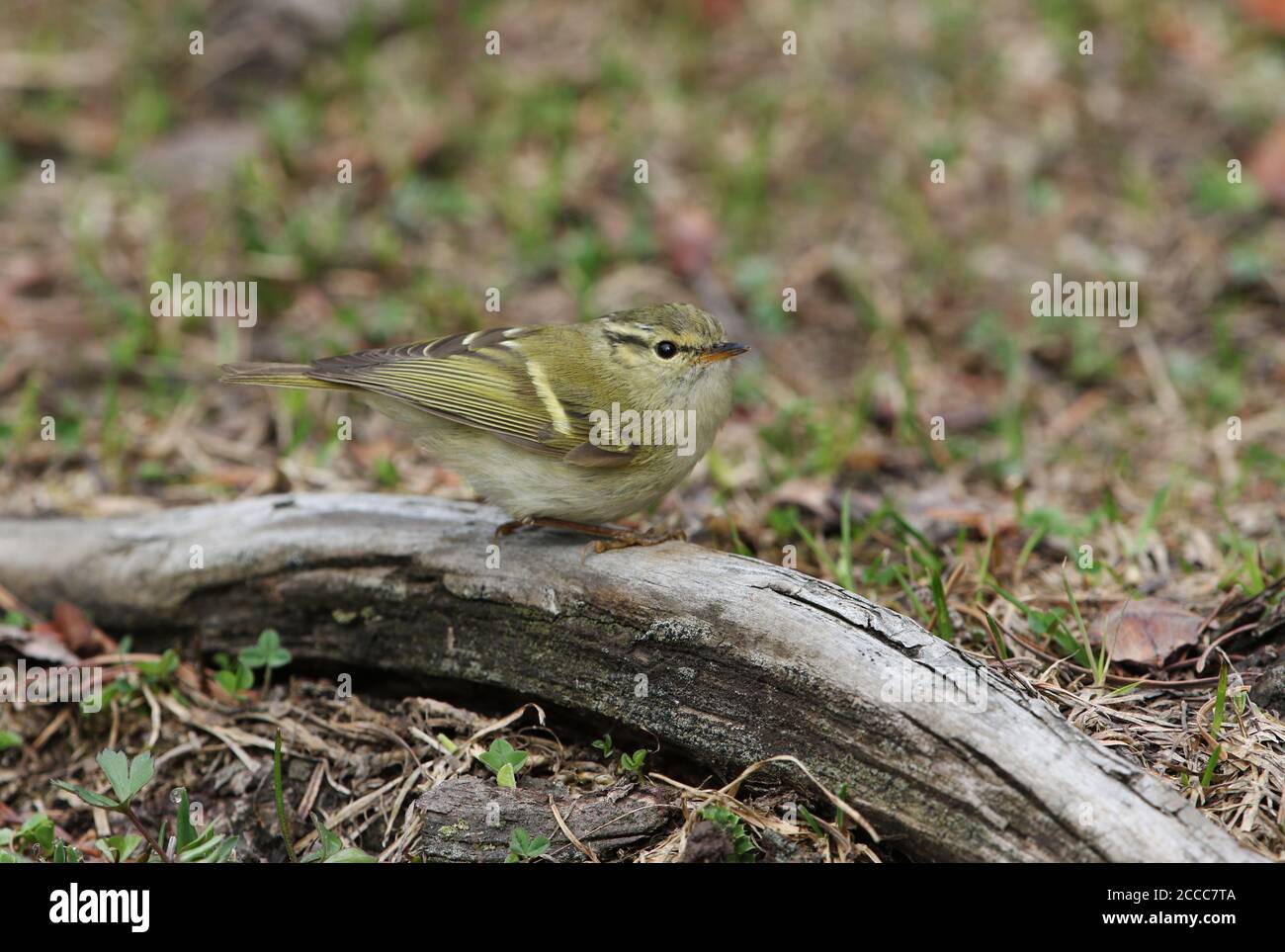 Lemon-rumped warbler (Phylloscopus chloronotus), also known as pale ...