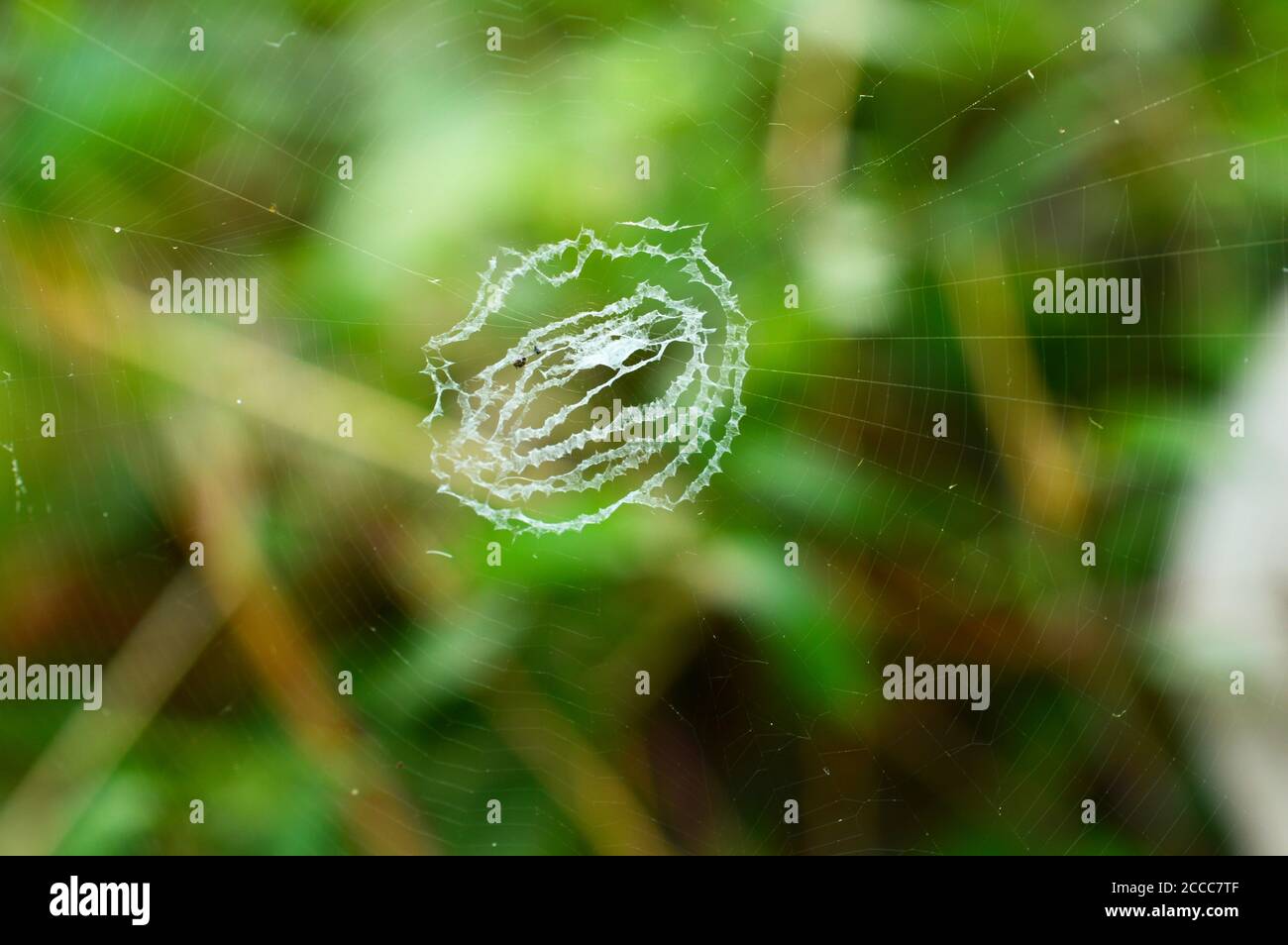 image shows the beautiful pattern of a spider web with some parts in ...