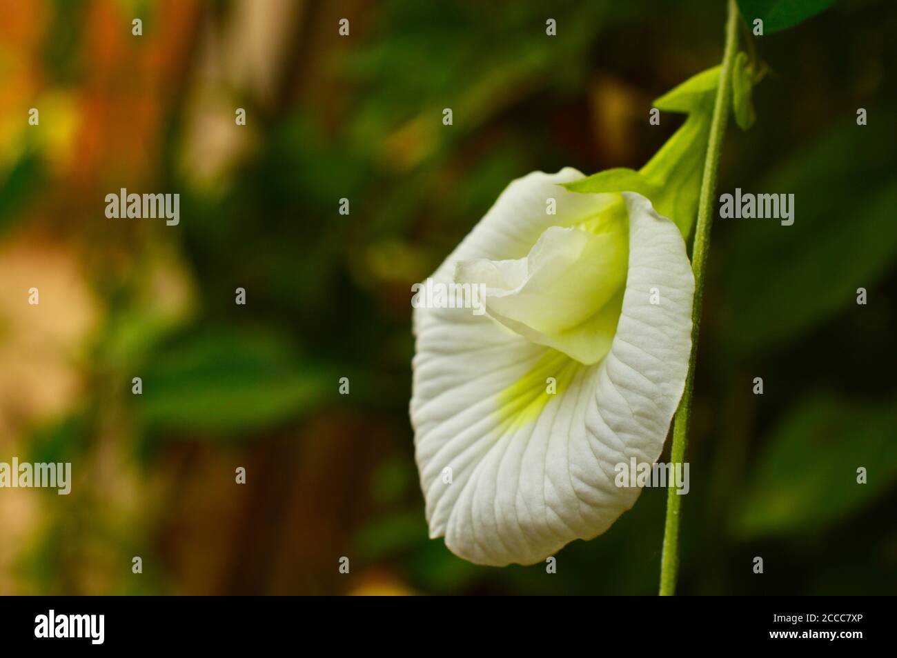 image shows a beautiful Butterfly pea flower in the wild. butterfly pea ...