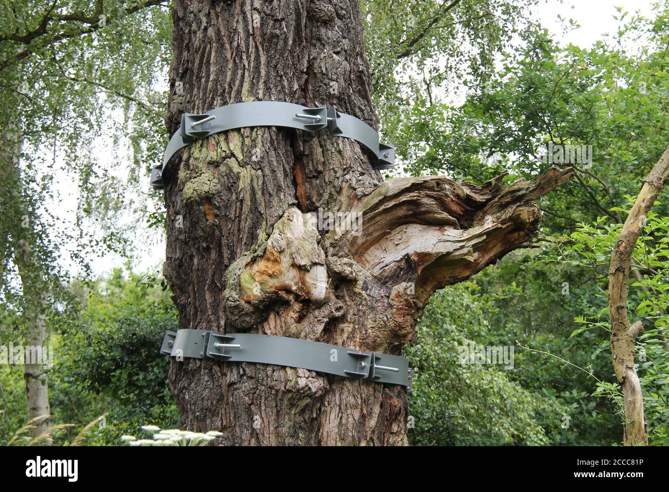 Two Steel Brackets Holding Together an Old Forest Tree Stock Photo - Alamy