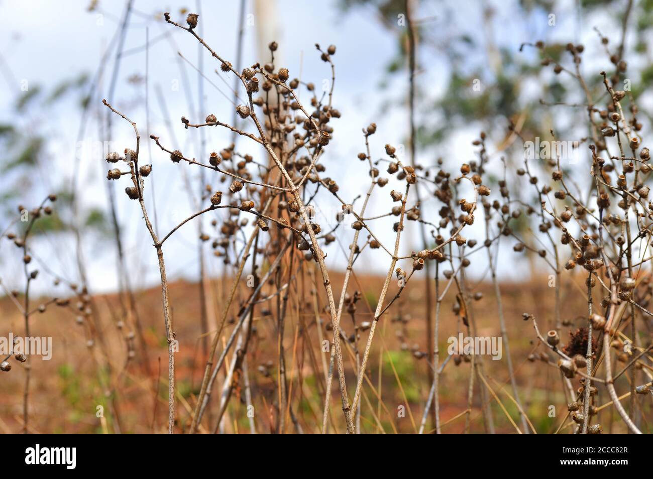 Plants without water hi-res stock photography and images - Alamy