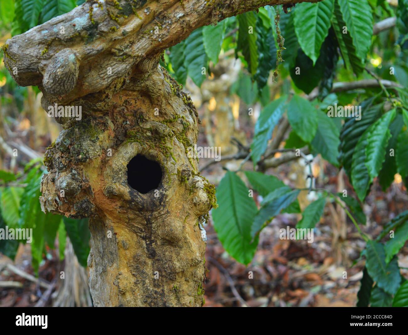 image shows a hole in a tree bark. A tree hollow or tree hole is a semi ...