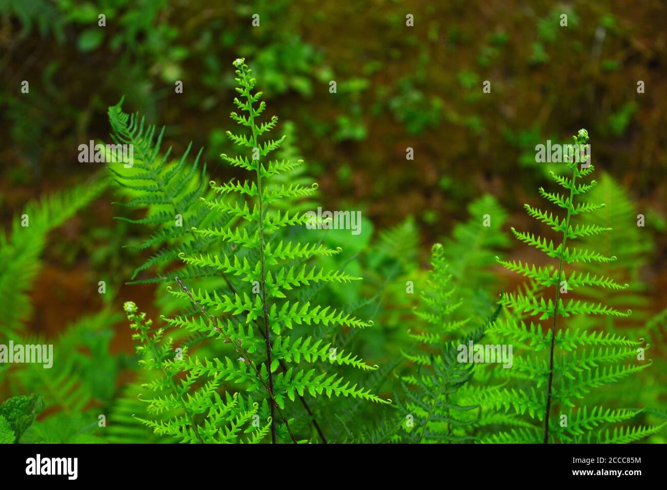 Fern Leaves comes in an abundance of colours, shapes and sizes, from ...