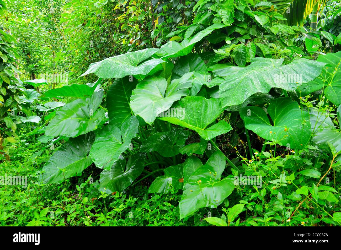 The genus Colocasia includes six species of tuberous perennials from ...
