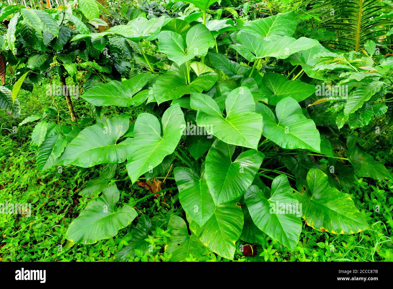 The genus Colocasia includes six species of tuberous perennials from ...