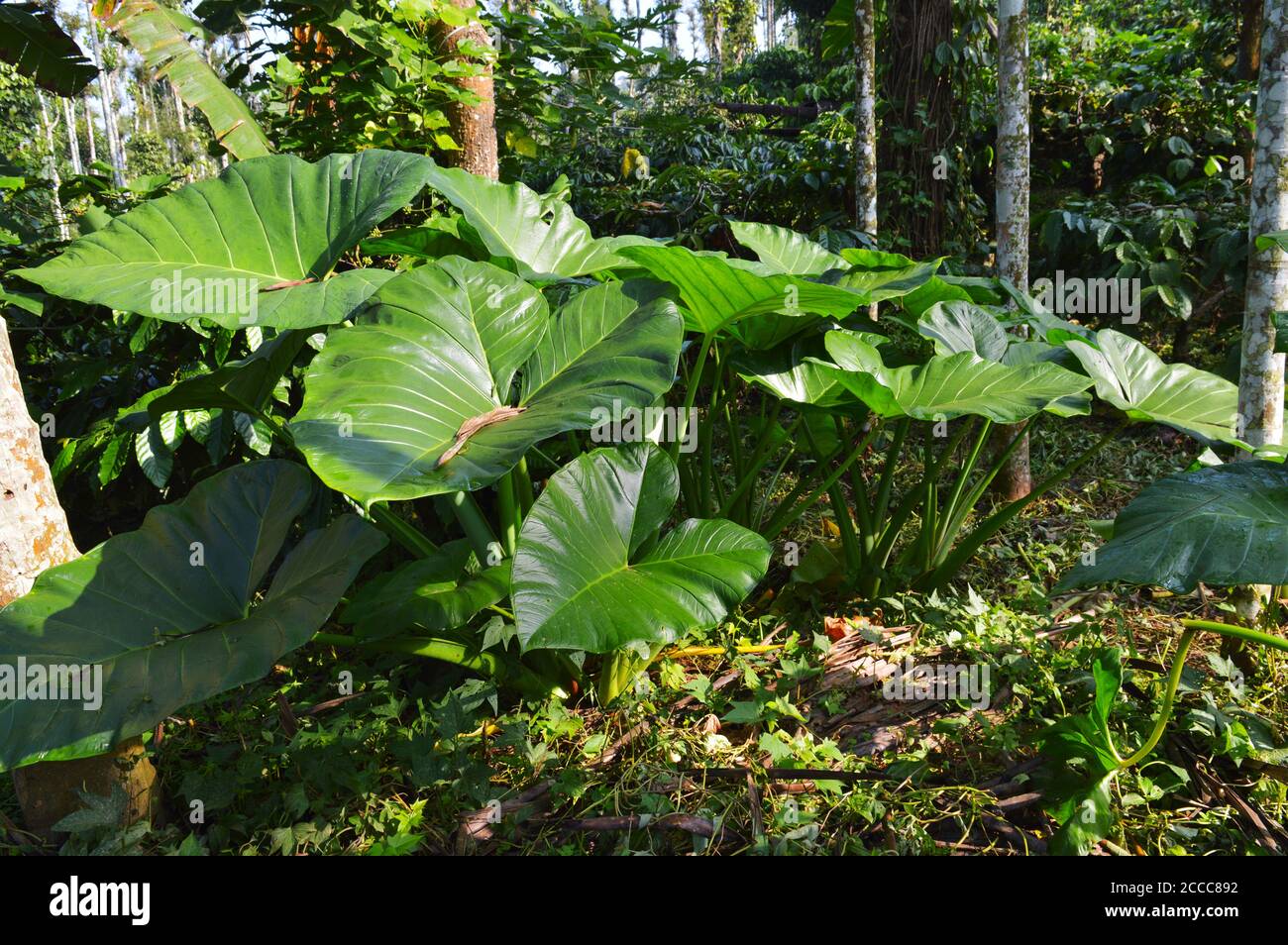 The genus Colocasia includes six species of tuberous perennials from ...