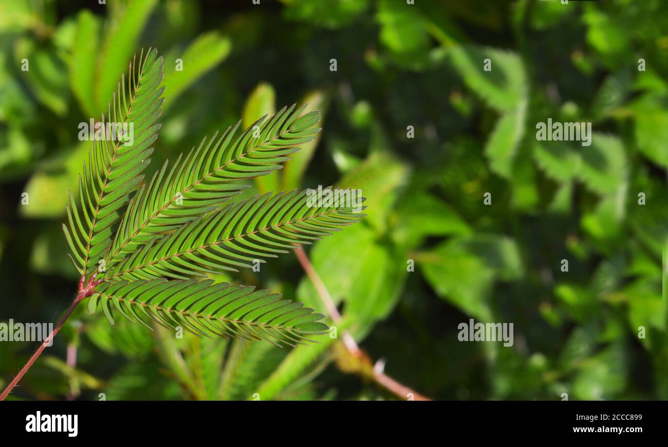 image shows the leaves of a wild touch me not plant with space for text ...
