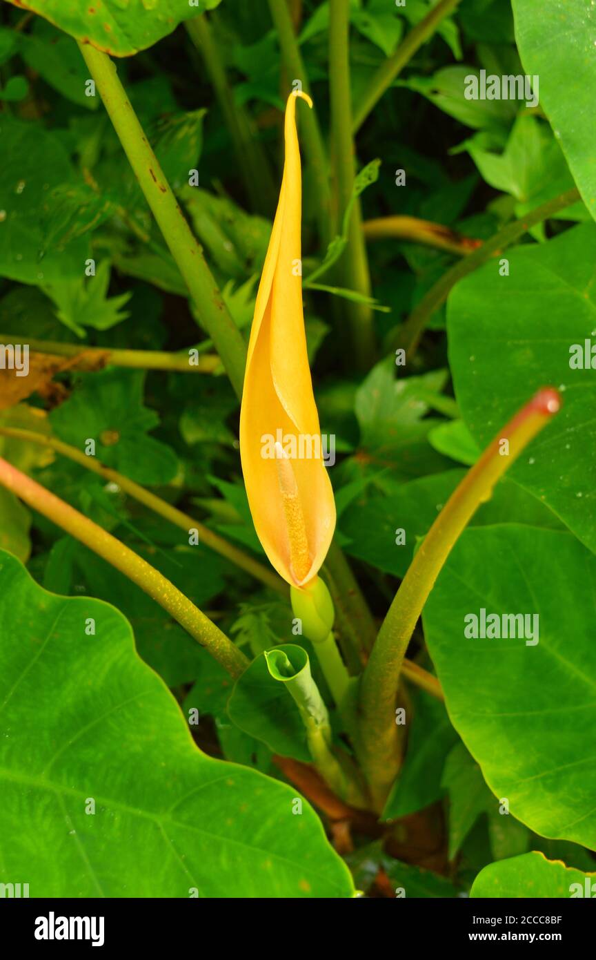 the colocasia flower is a rare sight. Its beautiful yellow flower in ...