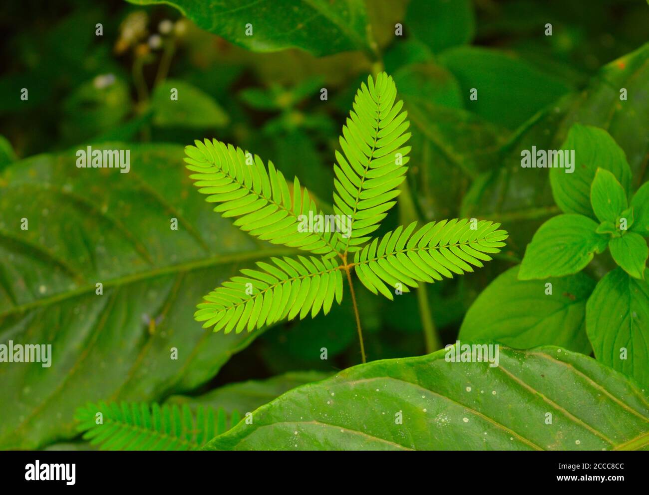 image shows the leaves of a wild touch me not plant with space for text ...