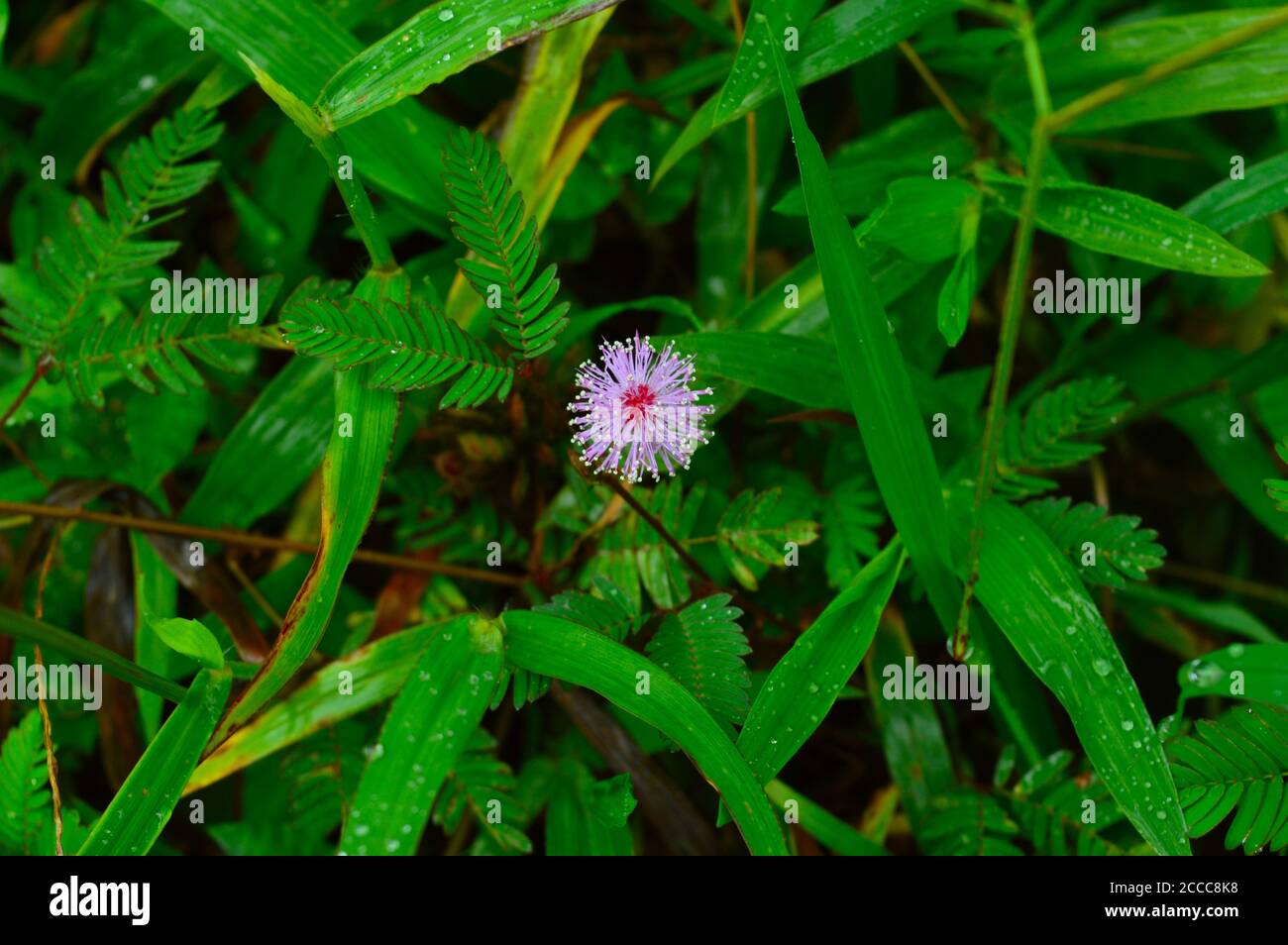 image shows a beautiful touch me not plant's flower in the wild. This ...