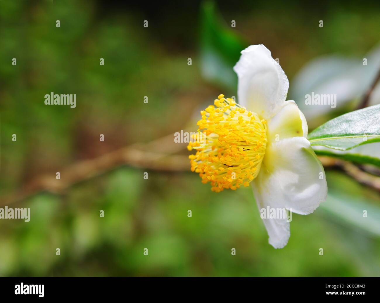 the image shows an ecosystem inside a tree bark. With different plants ...