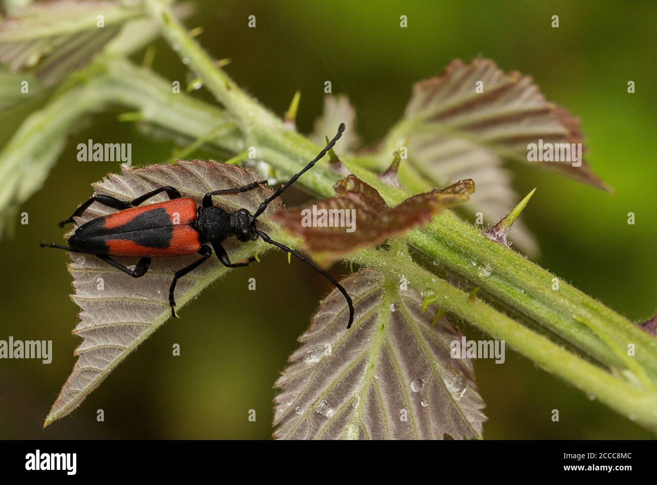 Red and Black Longhorn Beetle (Corymbia cordigera) on bramble Stock ...