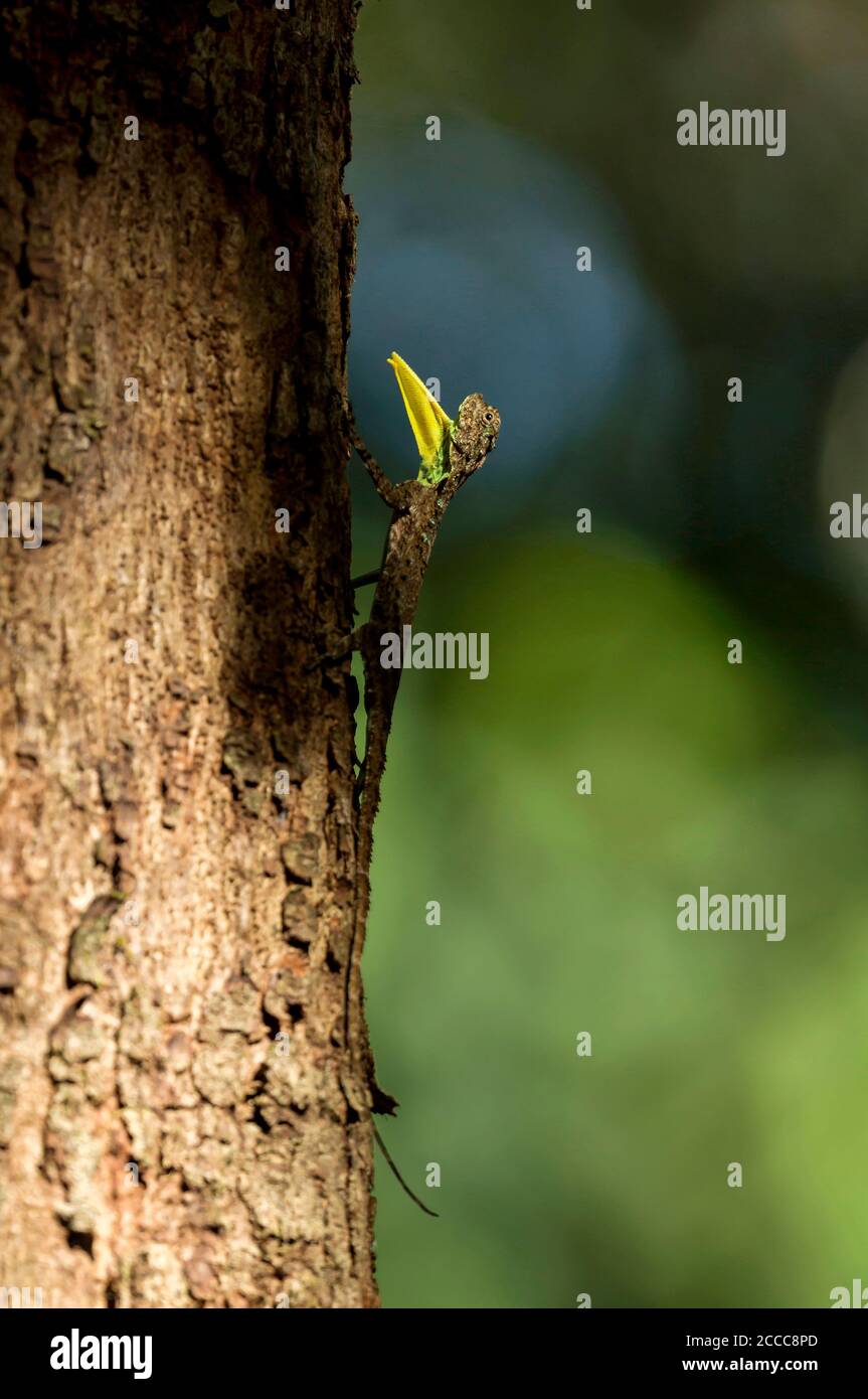 Male Dracko, genus of agamid lizards that are also known as flying ...