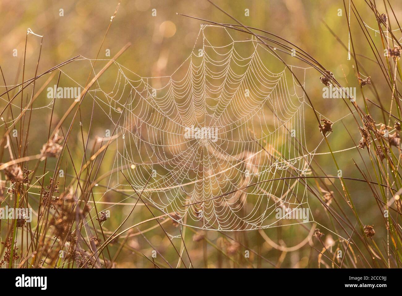 Straw spider hi-res stock photography and images - Alamy
