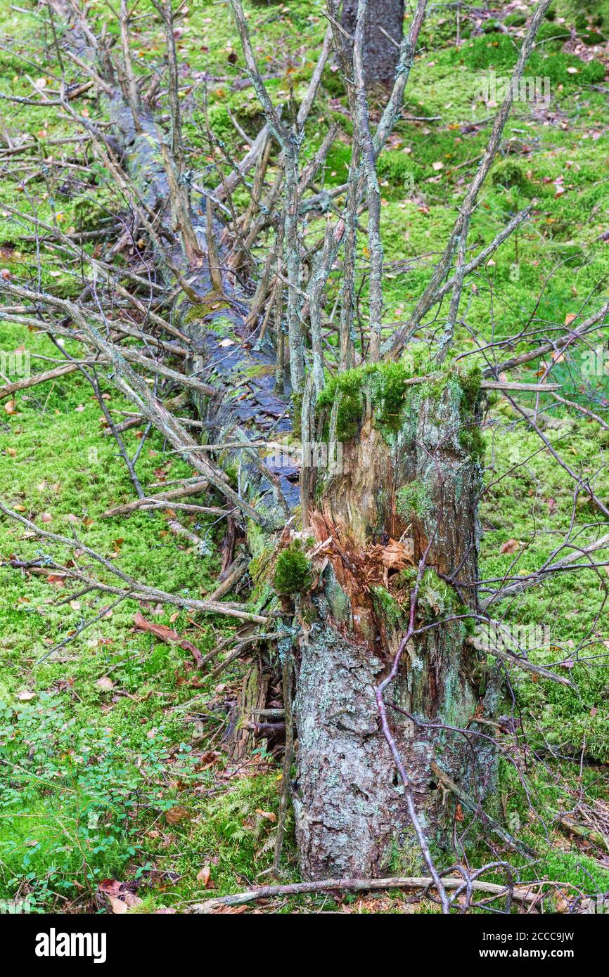 Tree stump of spruce that has fallen Stock Photo - Alamy