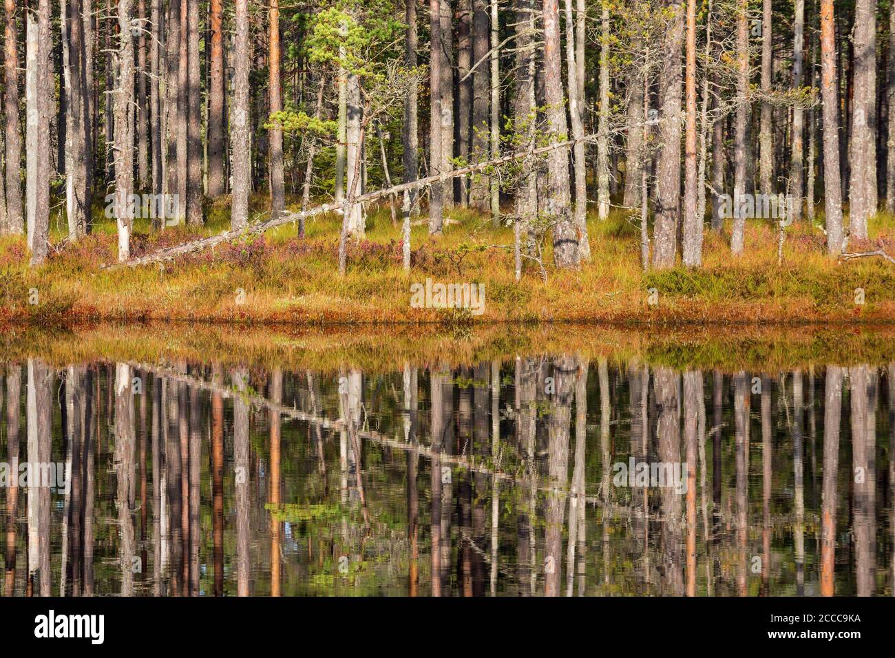 Conifer tree reflections hi-res stock photography and images - Alamy