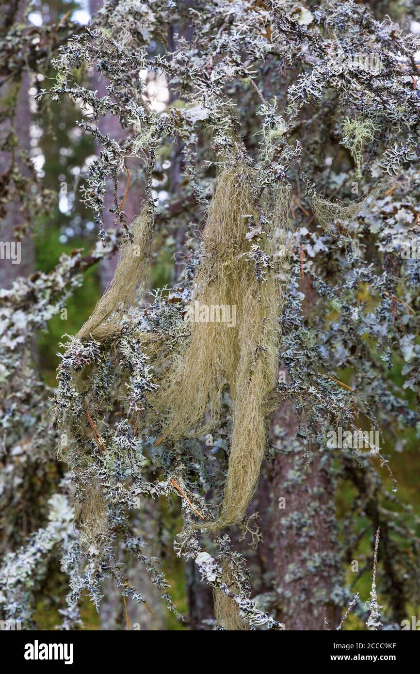 Old trees with Beard lichen on the branches Stock Photo - Alamy