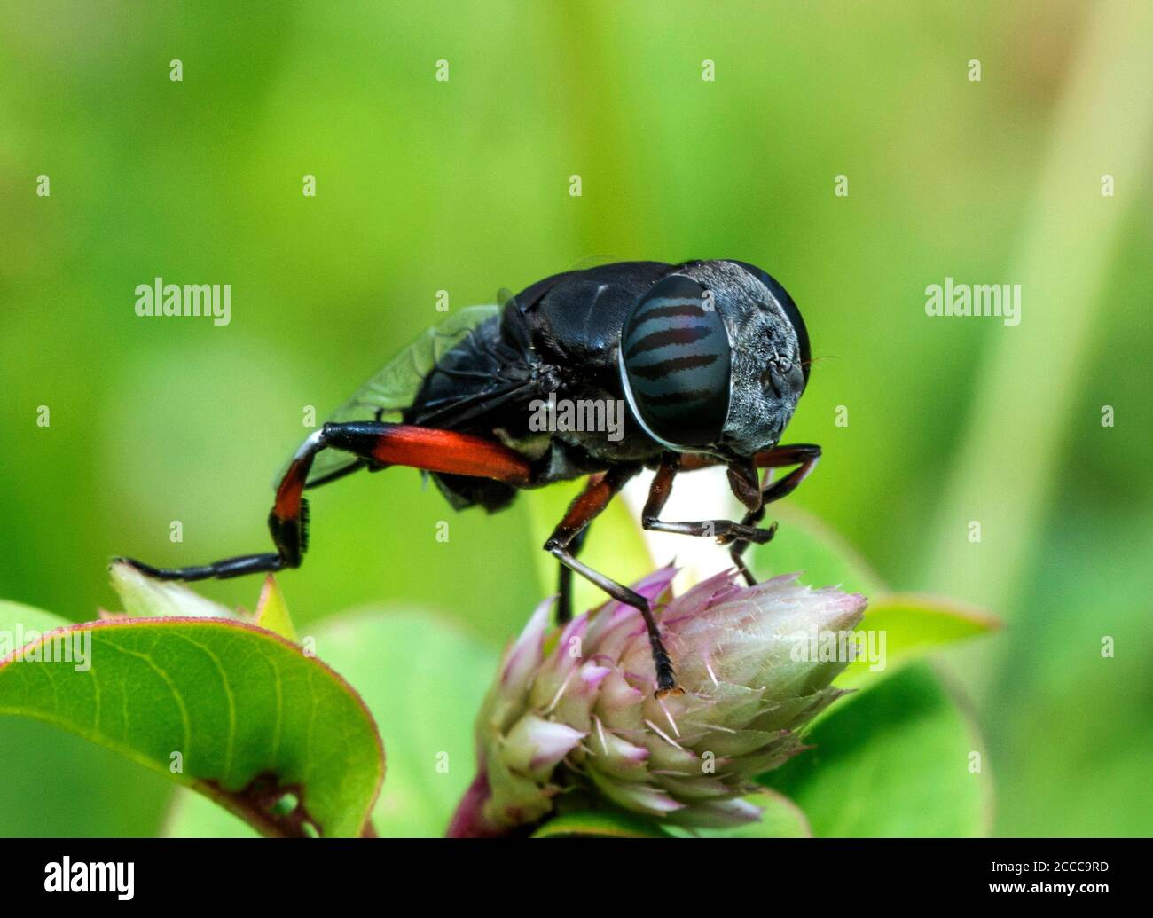 Hoverflies also called flower flies or syrphid flies closeup of face ...
