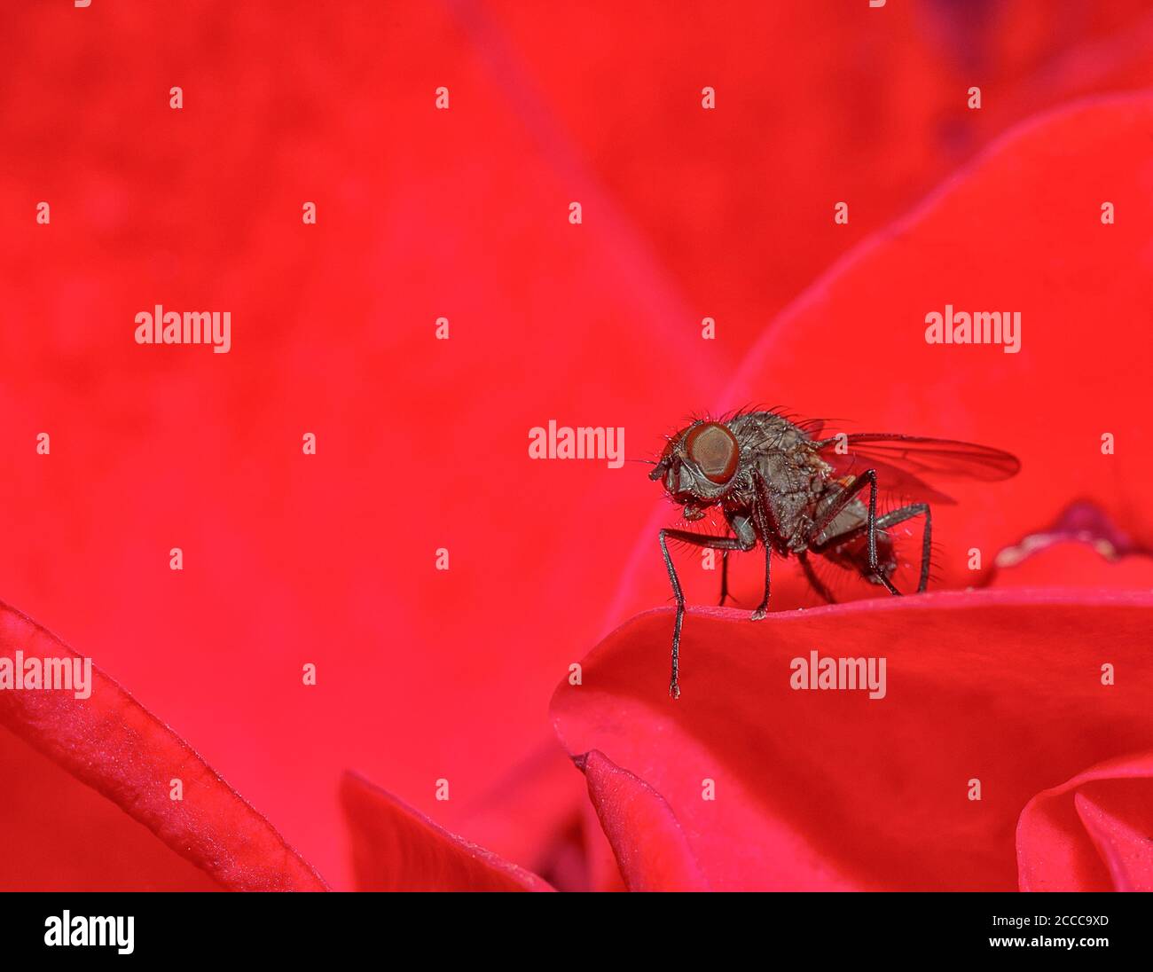 Fly on Rose Petal closeuo pf eyes, Sikkim, India Stock Photo - Alamy