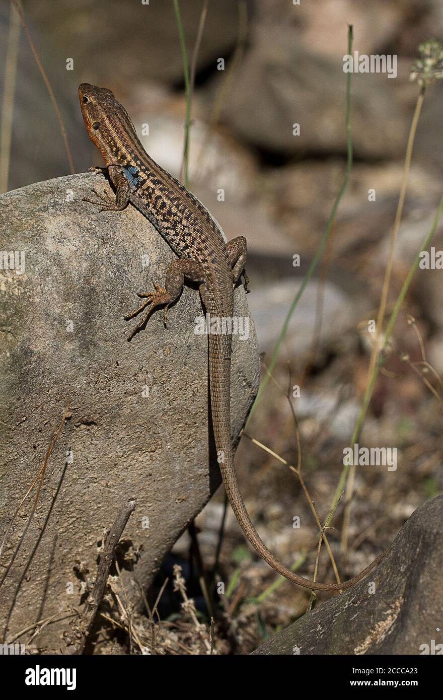 Lizard breeding season hi-res stock photography and images - Alamy