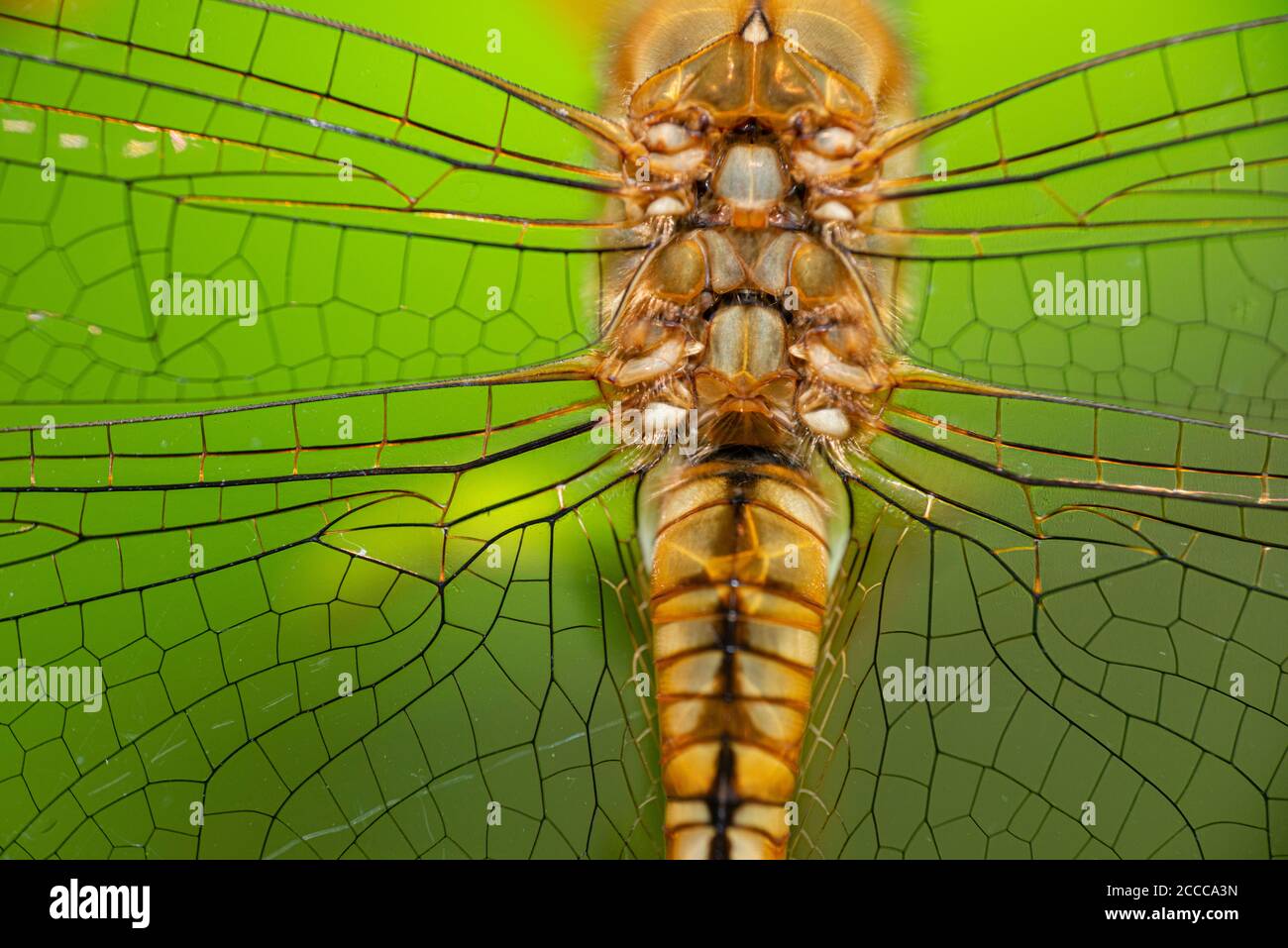 Dragon Fly Wing closeup, Goa, India Stock Photo - Alamy