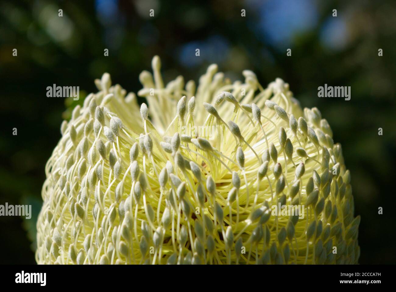 Wallum banksia hi-res stock photography and images - Alamy