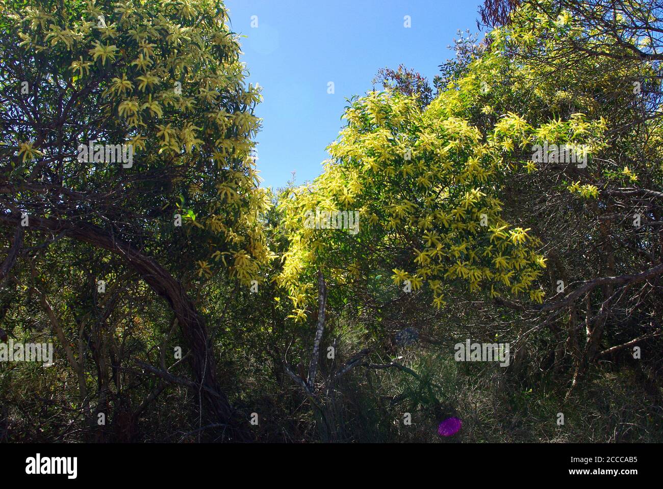 Australian wattle hi-res stock photography and images - Alamy