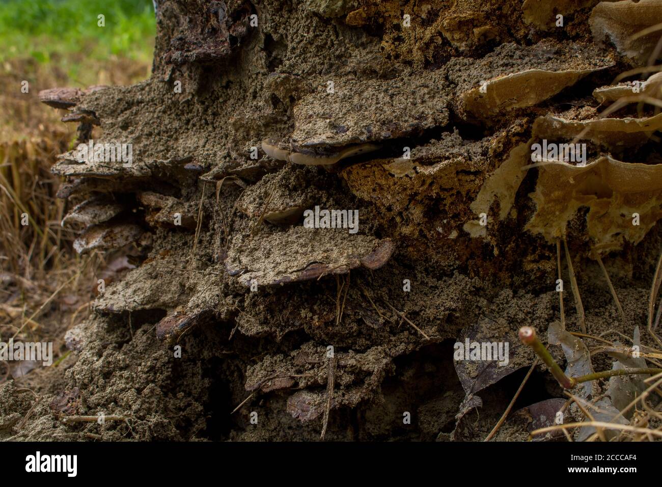 Close up of natural Fungus or Fungi on a tree trunk-forest. The trunk ...