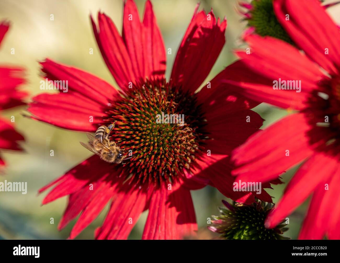 Flowers of Echinacea - an herb stimulating the immune system Stock ...
