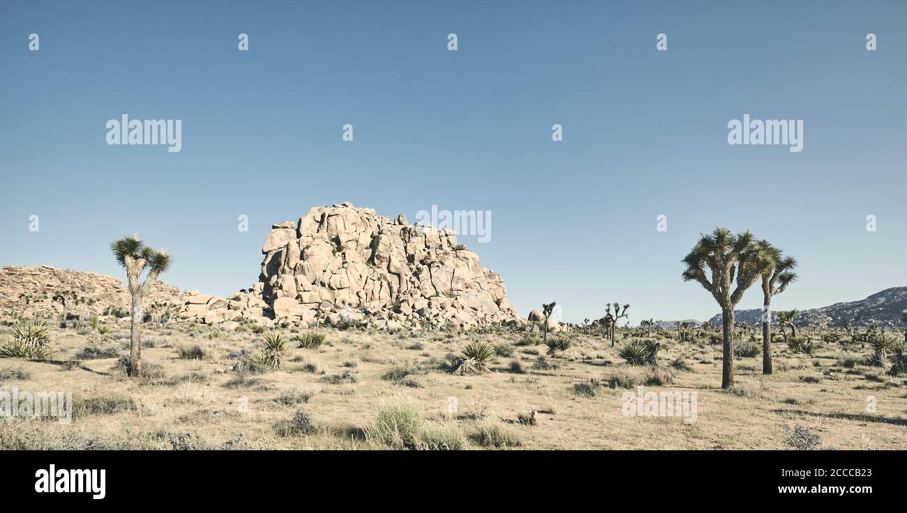 Landscape of Joshua Tree National Park, color toning applied ...