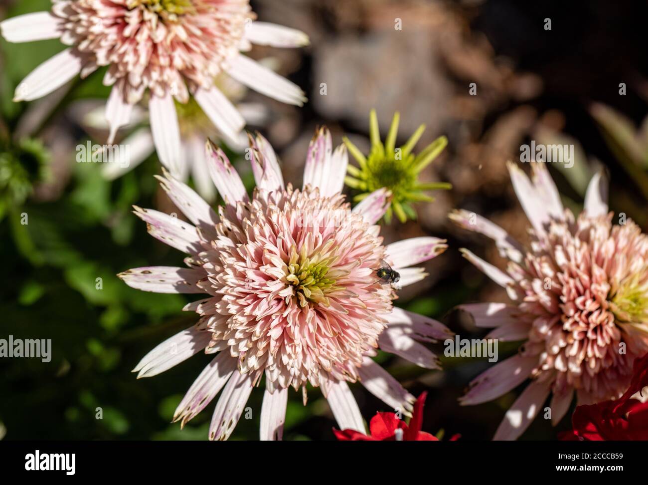 Flowers of Echinacea - an herb stimulating the immune system Stock ...