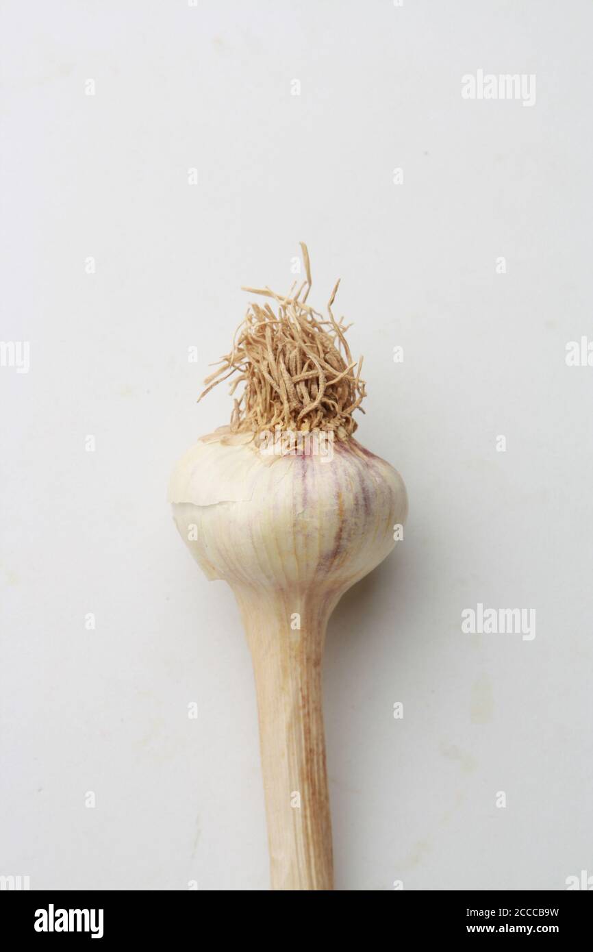 Top view of a garlic head on a gray surface under the lights Stock ...