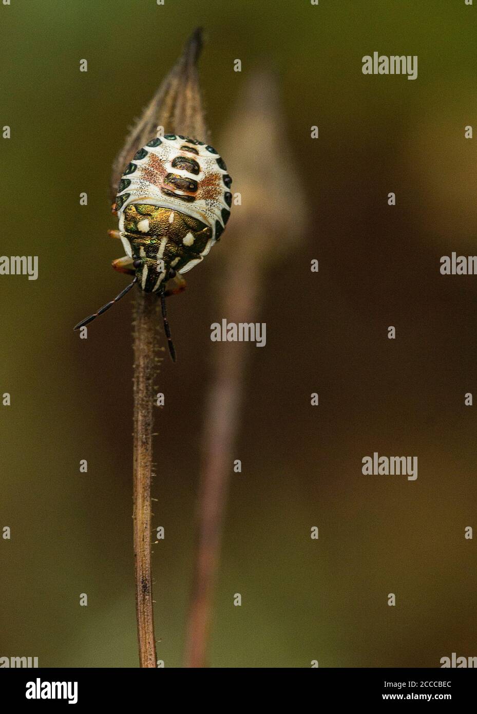 Seed bug nymph hi-res stock photography and images - Alamy