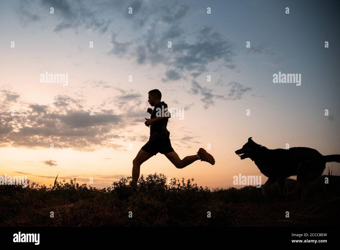 Shot of a male running and training with the dog Stock Photo - Alamy