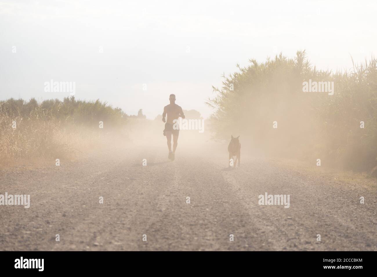 Male running and training with the dog, visible through the dust Stock ...
