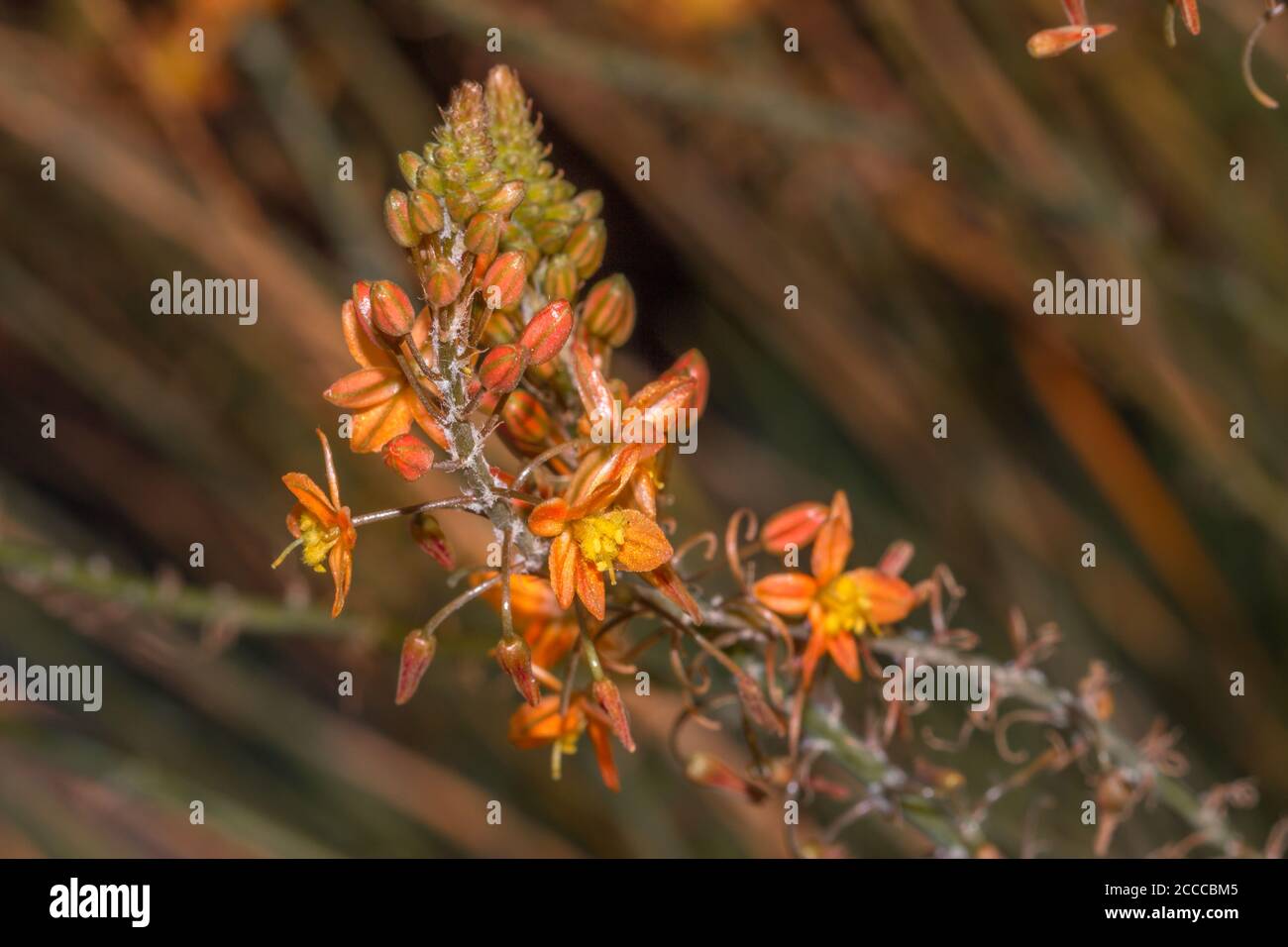 Close up of an Orange bulbinella (asphodelaceae) flowers Stock Photo ...