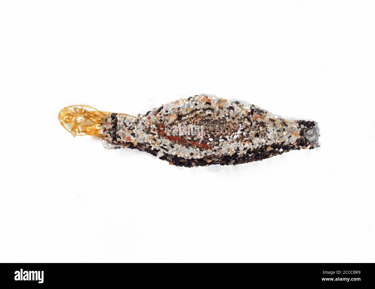 Bearing clothes moth hi-res stock photography and images - Alamy