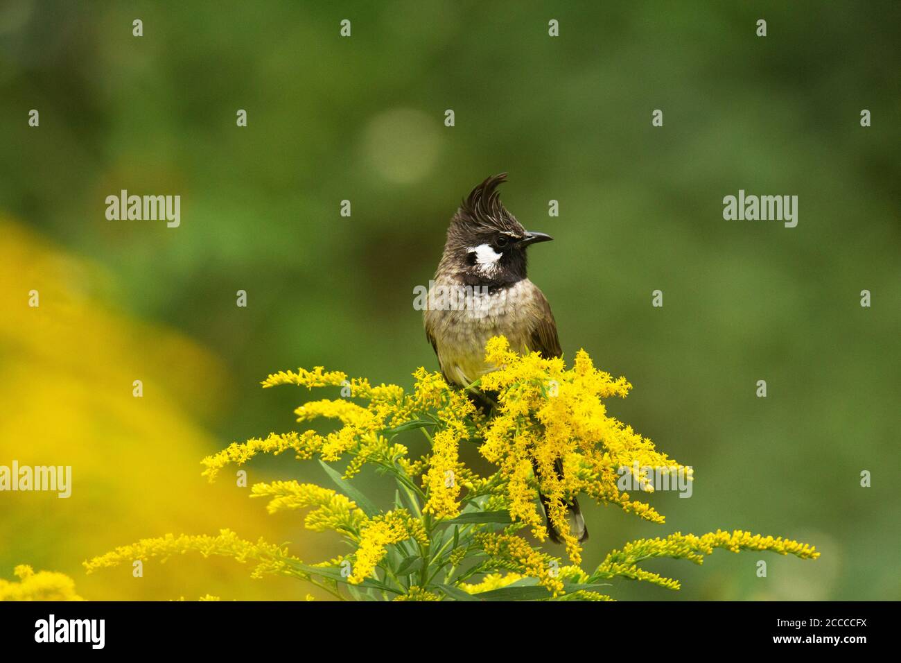 Himalayan bulbul on tree branch, Pycnonotus leucogenys, Nainital ...