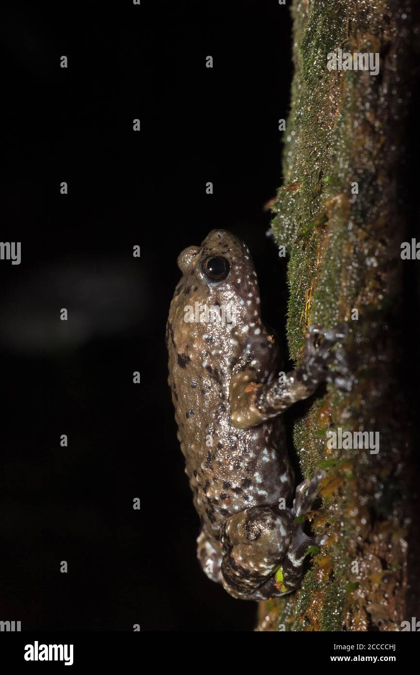 Indian dot frog hi-res stock photography and images - Alamy