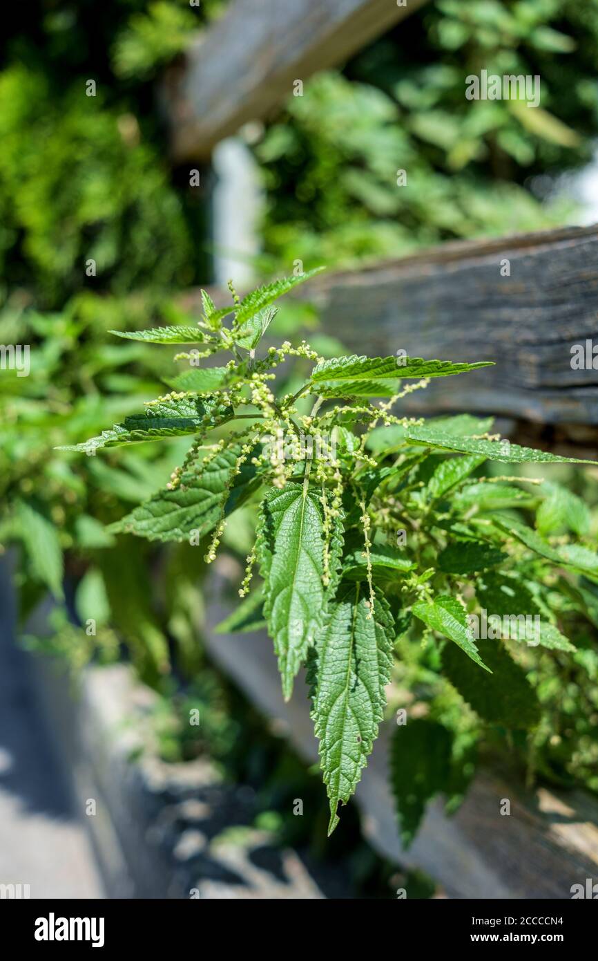 Plant decoration vertical hi-res stock photography and images - Alamy