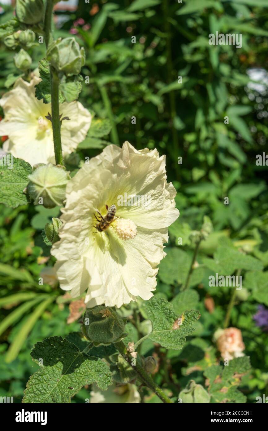 Vertical shot of a bee on a white mallow flower Stock Photo - Alamy