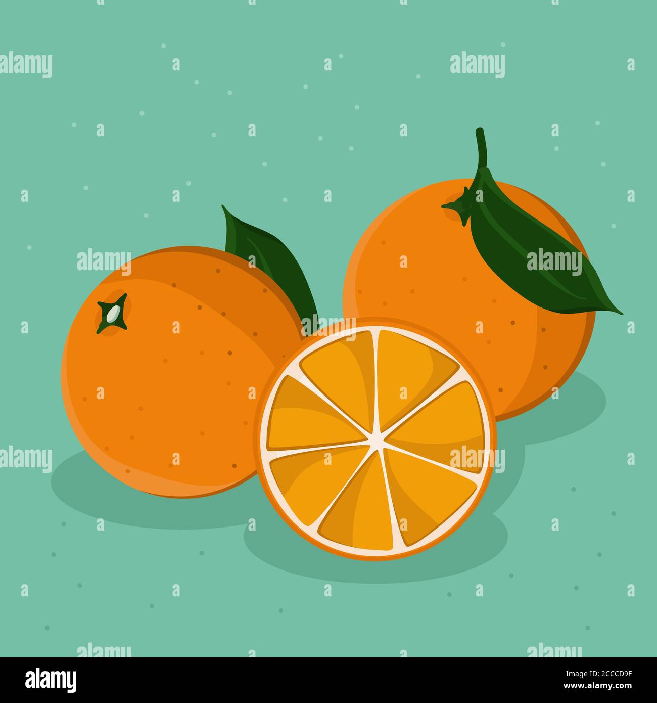 Oranges - vector illustration Stock Vector Image & Art - Alamy