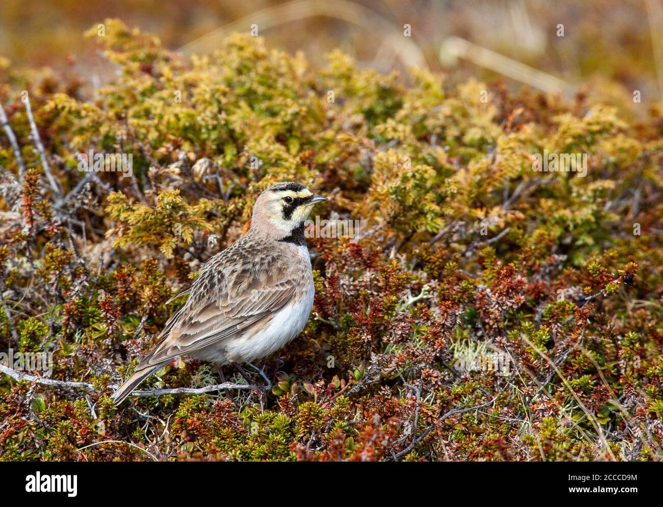 Female Shore Lark (Eremophila alpestris flava) standing in breeding ...